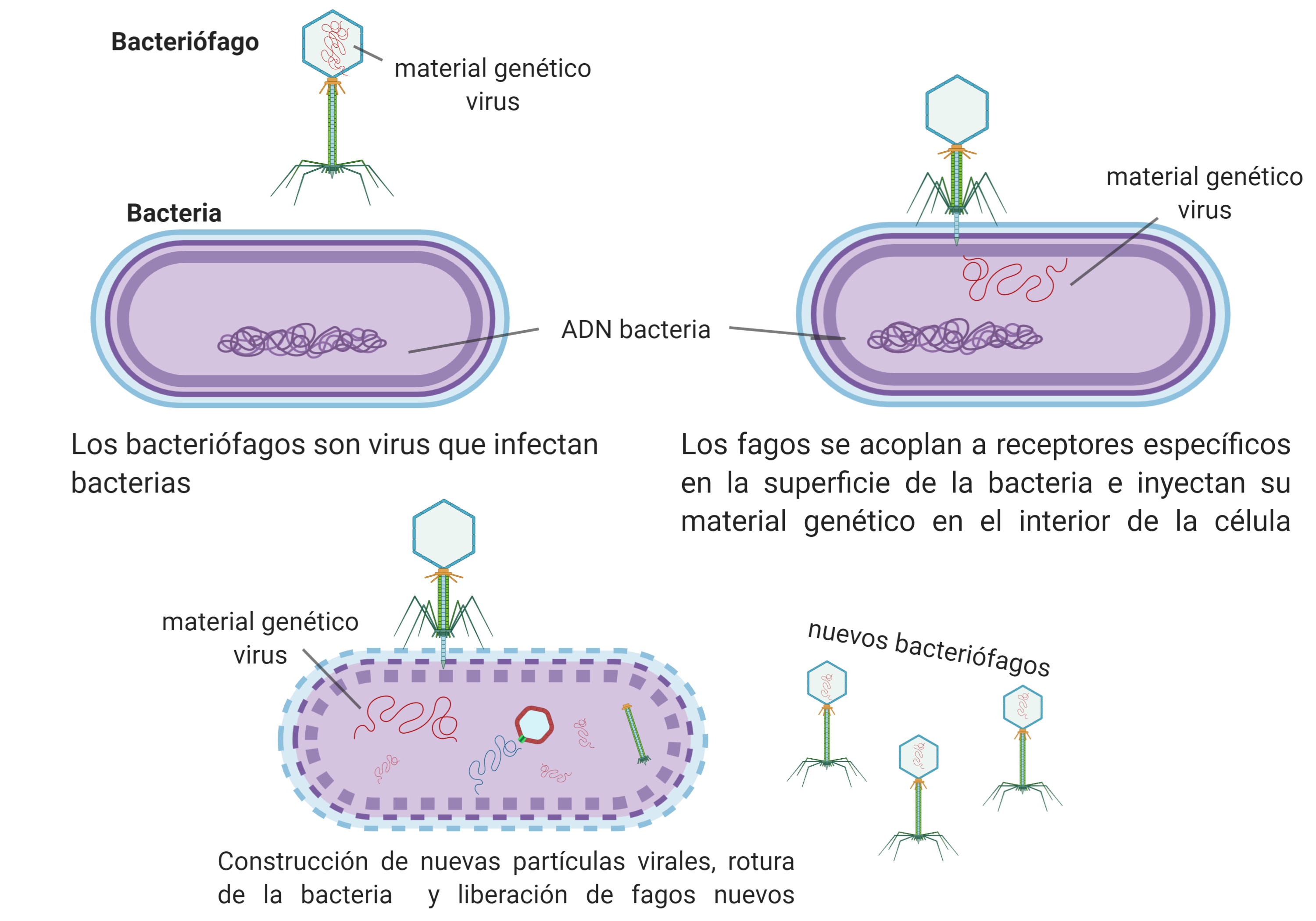 Diagrama De Bacteriófagos Etiquetado
